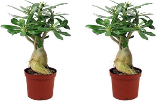 Adenium Woestijnrozen – Prachtige Kamerplant – 2 Stuks | bol.com