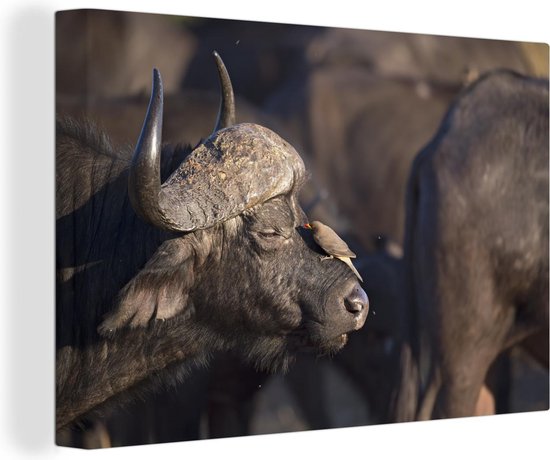 Canvas Schilderijen Vogel op kop van buffel - 140x90 cm - Wanddecoratie ...