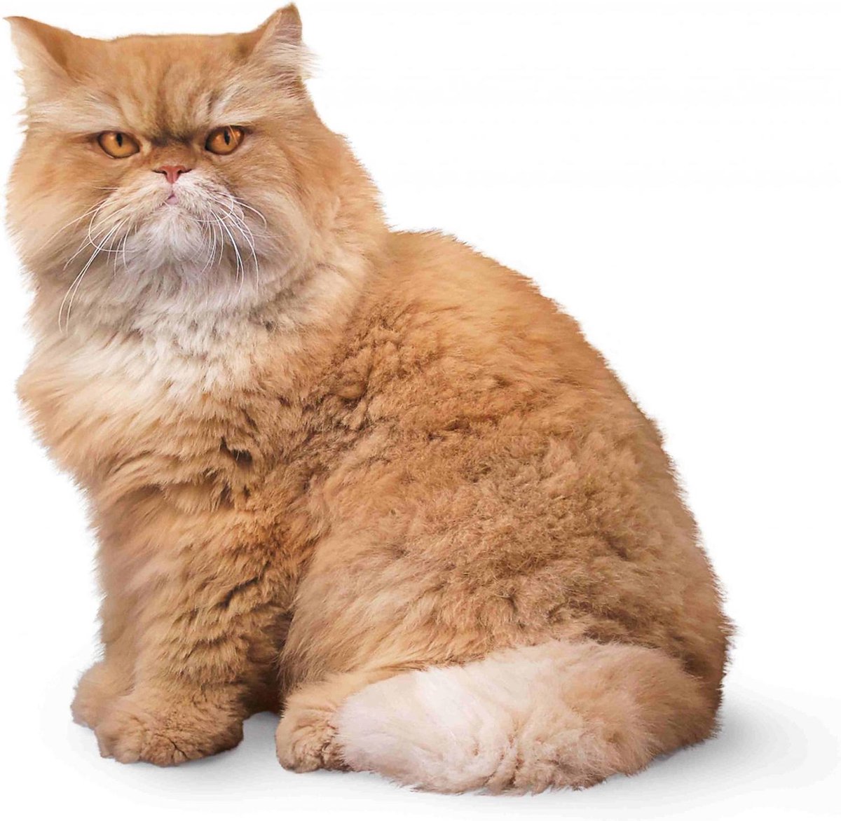 Onlinecanvas - Schilderij - Persian Orange Angry Fat Cat Garfield ...