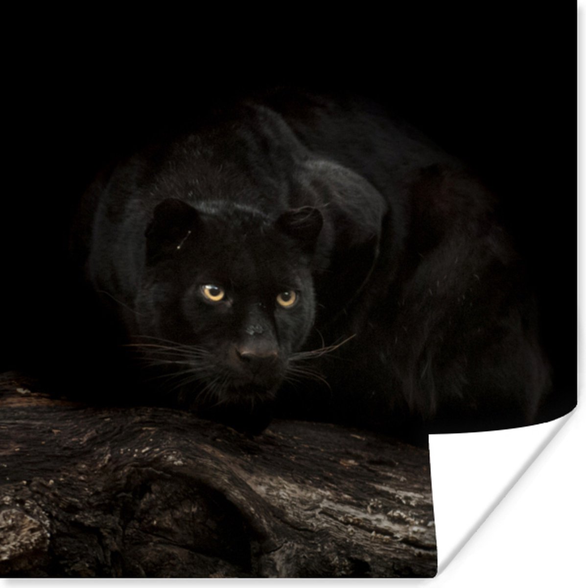 Poster Panter - Boomstam - Zwart - 50x50 cm | bol.com