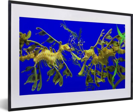 Twee zeedraken in een aquarium | bol.com