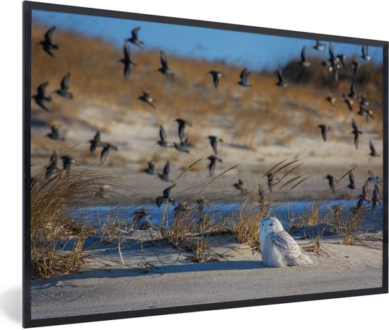 Fotolijst incl. Poster - Bonte strandlopers rondom een bosuil - 60x40 ...
