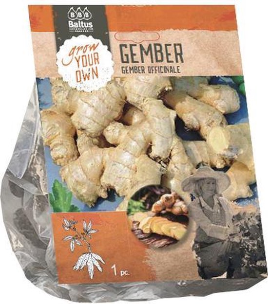 Gember Officinale per 1 | bol.com