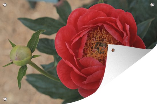 Tuinposters buiten Een rode pioenroos en een knop - 90x60 cm - Tuindoek ...