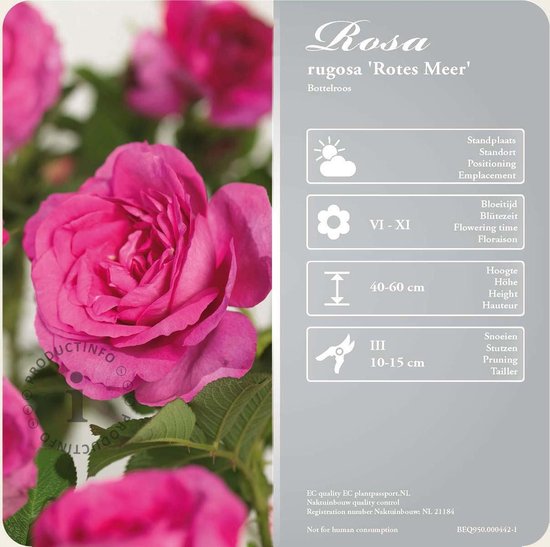 Rosa rugosa 'Rotes Meer' | bol.com