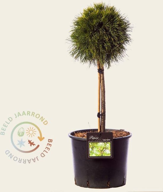 Pinus mugo 'Varella' - 40 cm stam - extra dik | bol