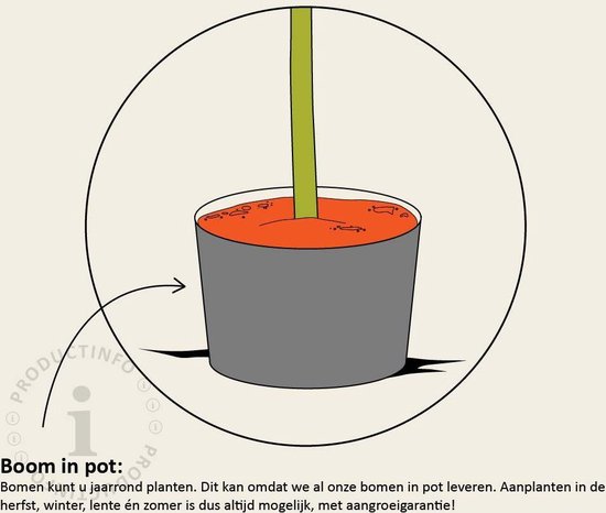 bol.com | Prunus persica 'Rubira' - patio