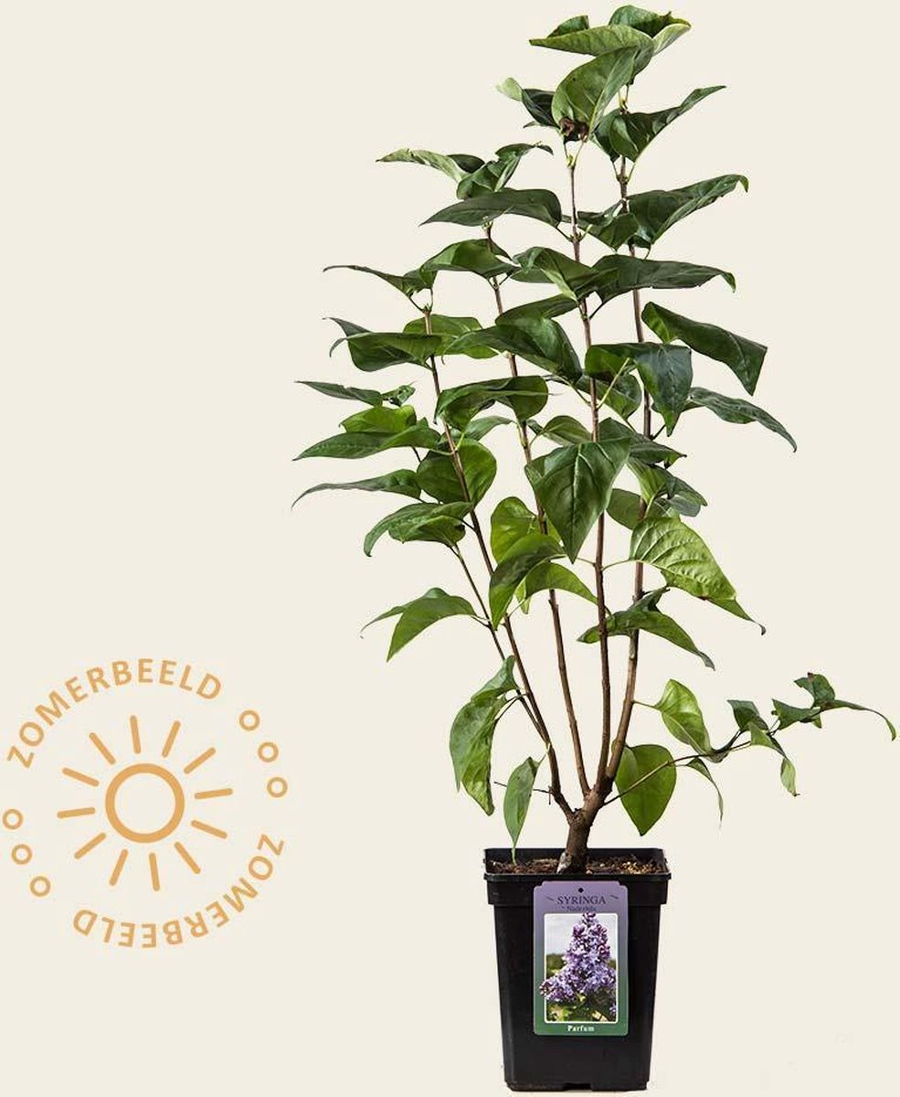 Syringa vulgaris 'Nadezhda' | bol.com