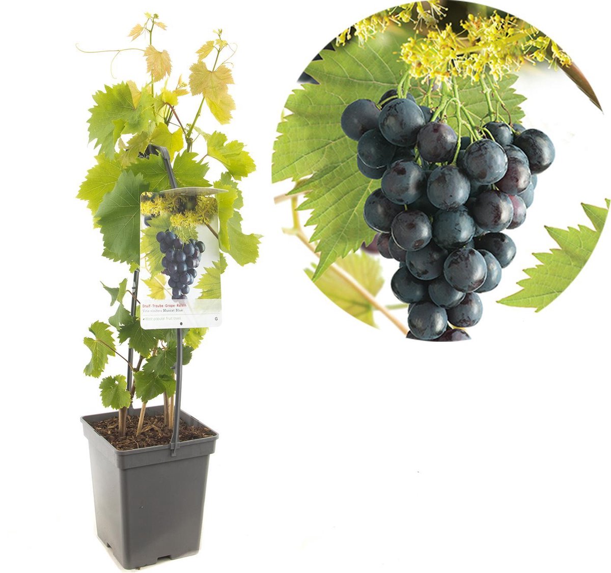 Vitis vinifera Muscat Blue | bol.com