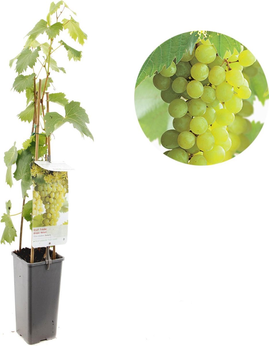 Druivenstruik - witte druif - Vitis vinifera Solaris - druivenplant ...