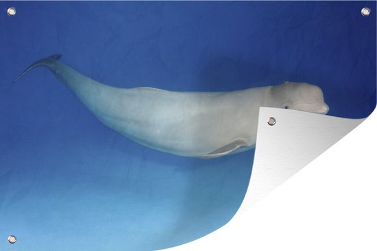 Muurdecoratie Beloega - Blauw - Water - 180x120 cm - Tuinposter ...