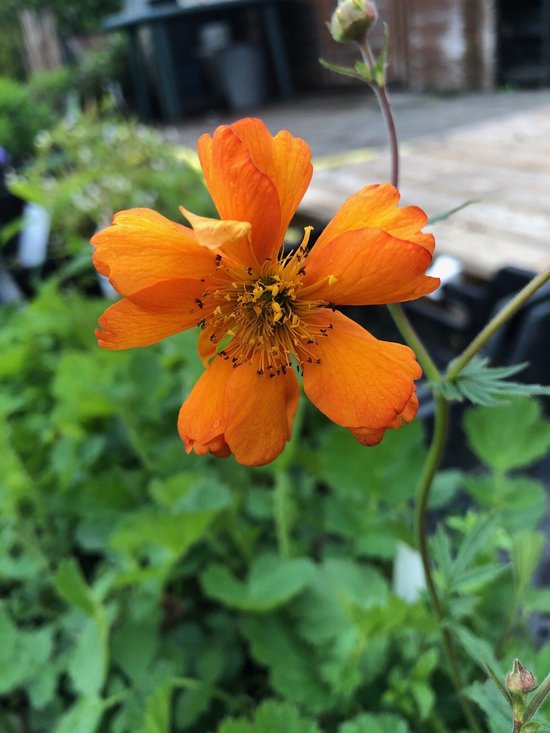 6 x Geum 'Fireball' - Nagelkruid - P9 Pot (9 x 9cm) - Dima Vaste ...