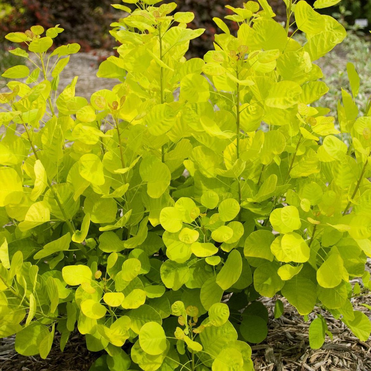 Cotinus coggygria 'Golden Spirit' ('Ancot') - Pruikenboom 40-60 cm ...