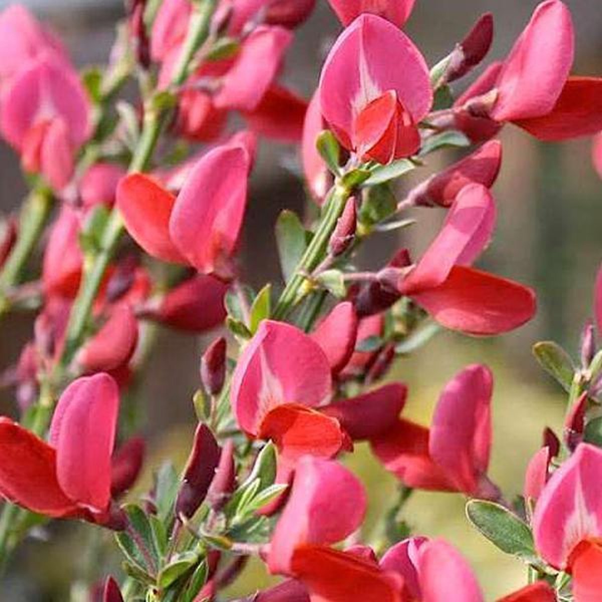 Cytisus 'Boskoop Ruby' - Brem 40-60 cm in pot | bol.com