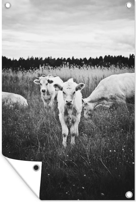 Affiche de jardin Jeunes vaches dans la prairie toile en vrac 120x180 ...