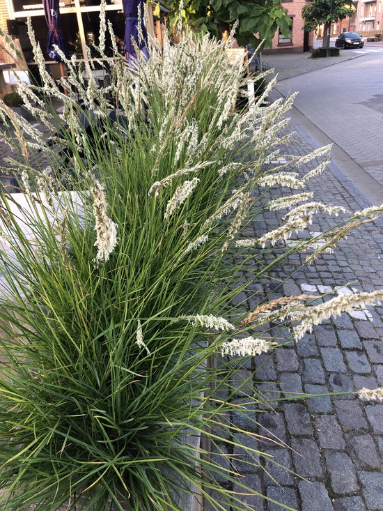 6x Sesleria caerulea - Blauwgras in 9x9cm pot | bol