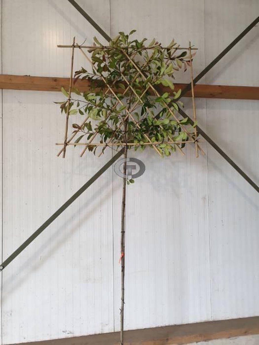 Lei-Glansmispel - Lei Photinia fraseri Red Robin | 200 cm stamhoogte ...