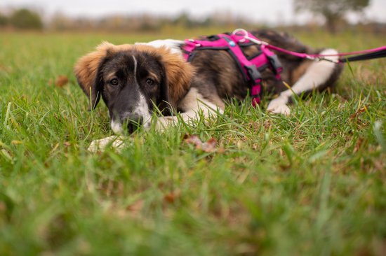 Anny-X Safety harnais de sécurité-harnais anti-évasion pour chien ...