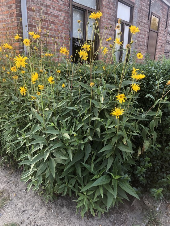 Groendecor Tuinarchitectuur Aardpeer Bloem - Helianthus tuberosus Plant ...