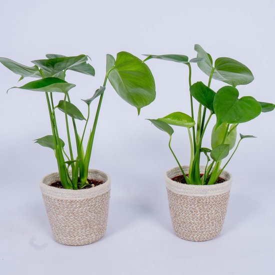 Kamerplant Monstera Deliciosa Tauerii – Gatenplant - ± 35cm hoog – 12 ...