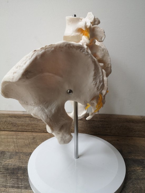 Anatomisch model BEKKEN-HEUP-SKELET- anatomie | bol.com