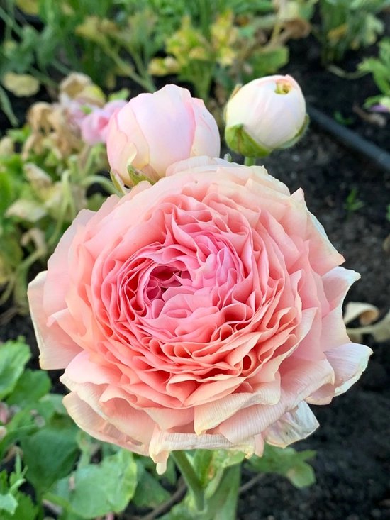 Ranunculus Amandine Pastel Pink | 10 stuks | Ranonkels | bol