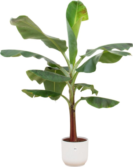 Musa tropische kamerplant (Bananenplant) geleverd met witte pot Ø22 ...