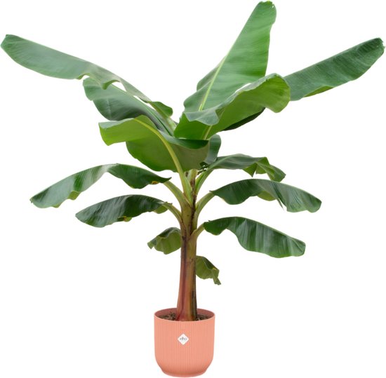 Kamerplant Bananenboom (Musa) in roze elho pot Ø30 - 150 cm hoge Musa ...