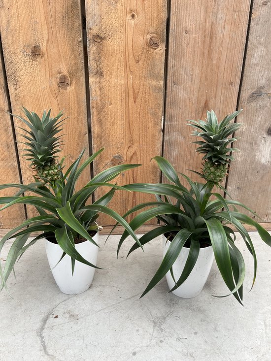 Ananasplant Comosus Set van 2 in witte sierpotten-40cm -Ø12 Groene ...