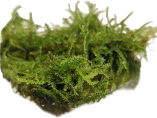 Easy Grow Vesicularia Montagnei | Christmas mos | in vitro cup | bol