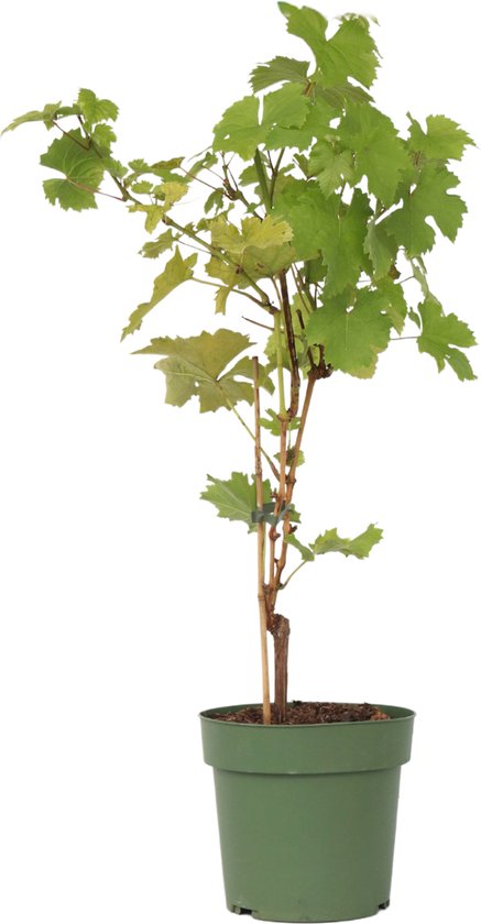 Plant in a Box - Vitis vinifera ‘Himrod' - Druivenplant - ⌀21cm ...