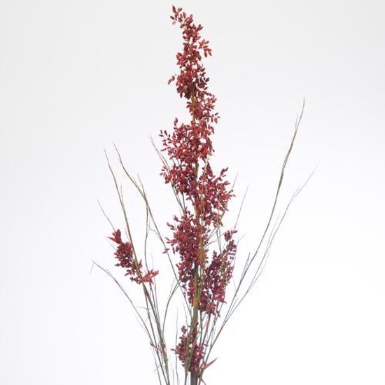 DutchFlowers - Boeket - 10x Bell reed red 80cm | bol