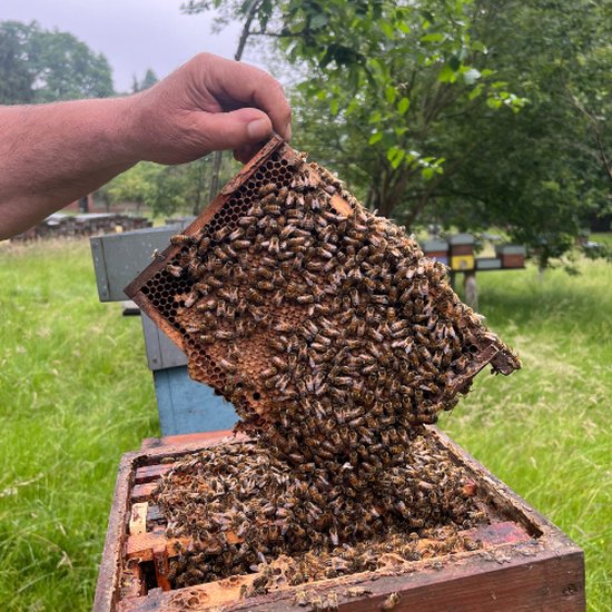 Koolzaadhoning - 250g - Honingwinkel | bol