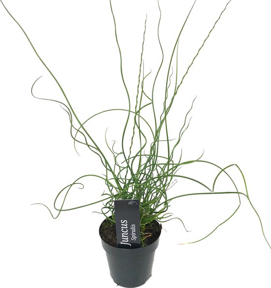 Bloomique - Juncus Spiralis - Krulpitrus - Vijverplanten - Waterplanten ...