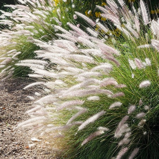 6x Pennisetum orientale 'Fairy Tails' Pot 9x9cm - Siergras voor tuin en ...