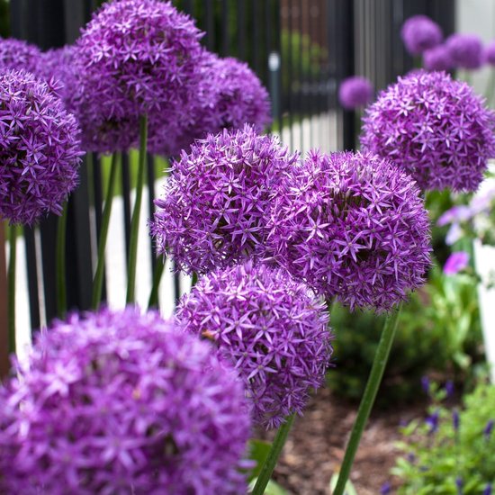 6x Allium hybrida 'Globemaster'® Pot 9x9cm - Prachtige bolbloem voor in ...