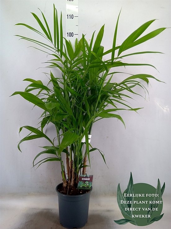 Chamaedorea seifrizii - Hoogte 85cm - Potmaat 19cm - Luchtzuiverende Kamerplant -... | bol