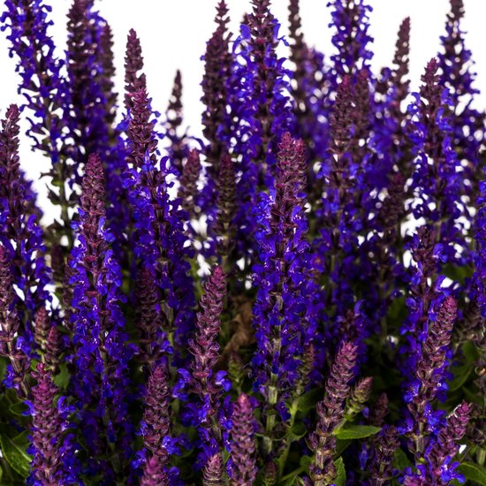 Bos-Salie (Salvia nemorosa) – Sierlijke Vaste Plant met Paarse Bloemen ...