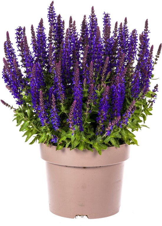 Bos-Salie (Salvia nemorosa) – Sierlijke Vaste Plant met Paarse Bloemen ...