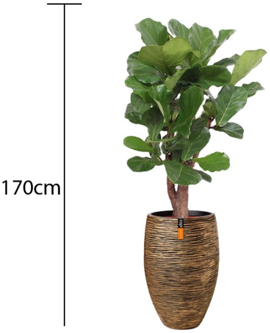 Ficus Lyrata - In Capi pot Goud - c.a. 170 cm hoog ...