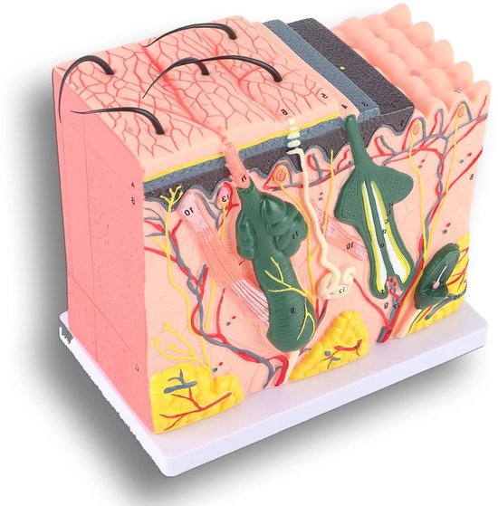 3D Huid Anatomie Model Met 50X Vergroting Voor Biologie Onderwijs ...