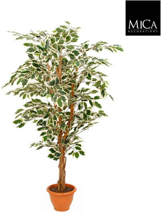 Mica Decorations ficus hawaii h150d75 groen in pot - GROEN | bol.com