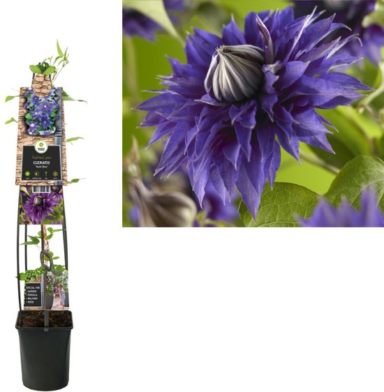 2 stuks - Van der starre - Klimplant Clematis Multi Blue 120 cm | bol