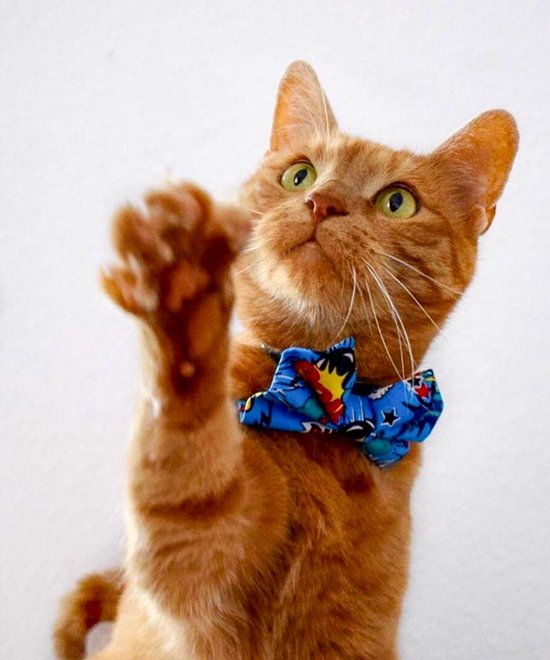 Superhero Dog Bow Tie - DIMPLES Large (14 x 11cm)hondensjaal ...