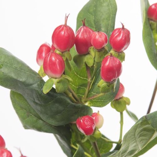 10x Hyper.coco diablo 60cm | bol