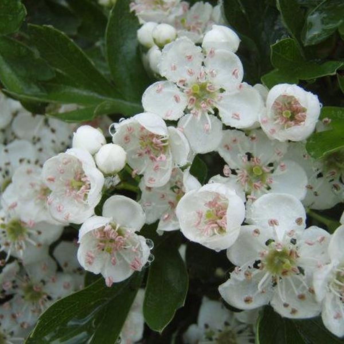 CRATAEGUS MONOGYNA 'STRICTA' - Meidoorn - stamomtrek 8-10 cm blote ...