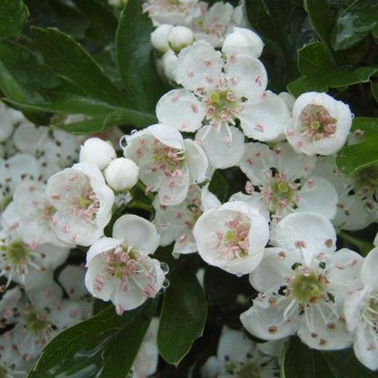 CRATAEGUS MONOGYNA 'STRICTA' - Meidoorn - stamomtrek 8-10 cm blote ...