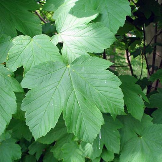 Acer Pseudoplatanus 'Rotterdam' - Érable sycomore 'Rotterdam' - Arbre ...