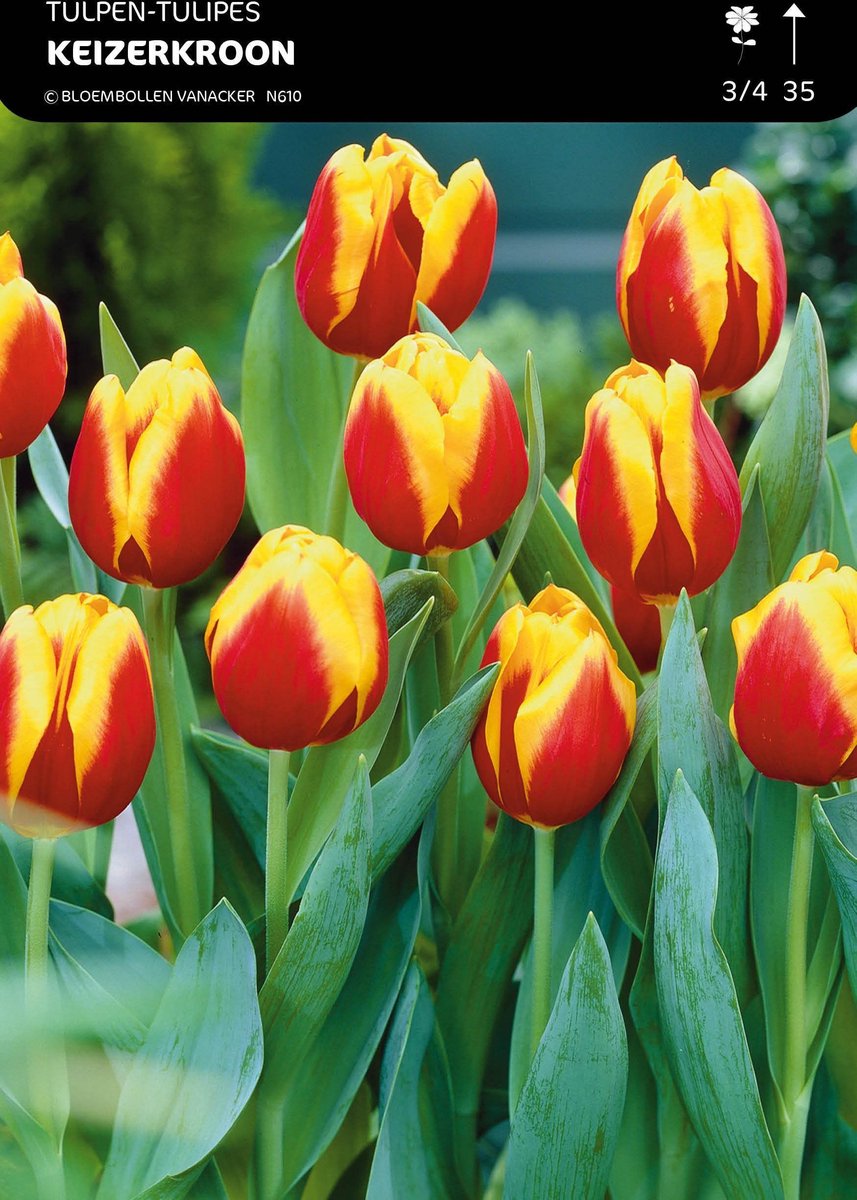 50 x Tulp 'Keizerskroon' Bloembollen - Rode Bloemen met Een Gele Rand ...