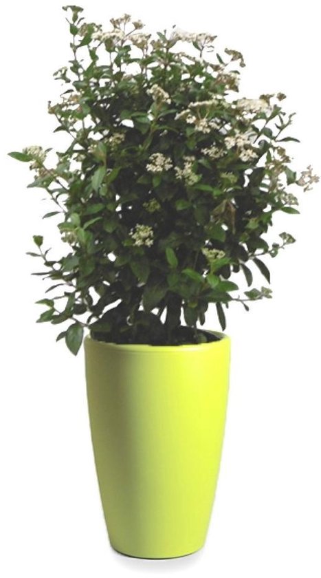 Viburnum Tinus 50 cm in Essence vaas Lime Green D45 H66.5 cm | bol.com
